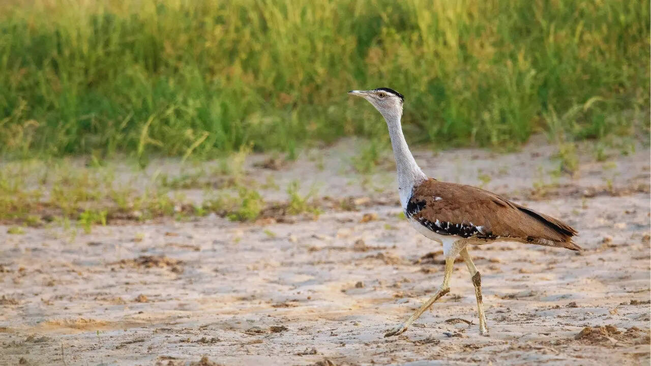 India’s rarest state birds – places you can still see them