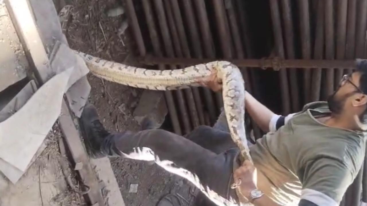 7-foot Indian rock python rescued near Jio World Drive at BKC
