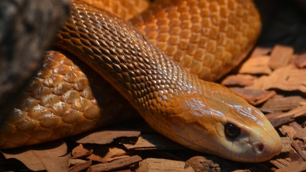 Le mamba noir peut vous mordre plusieurs fois - et votre corps lâche en ...