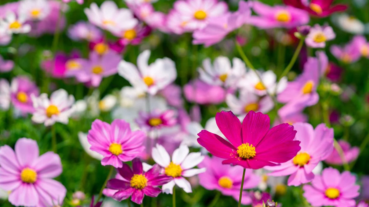 8 flowers to grow for the summer solstice