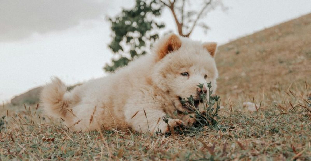 Before you call a breed low-maintenance, look closer – these are 14 ...