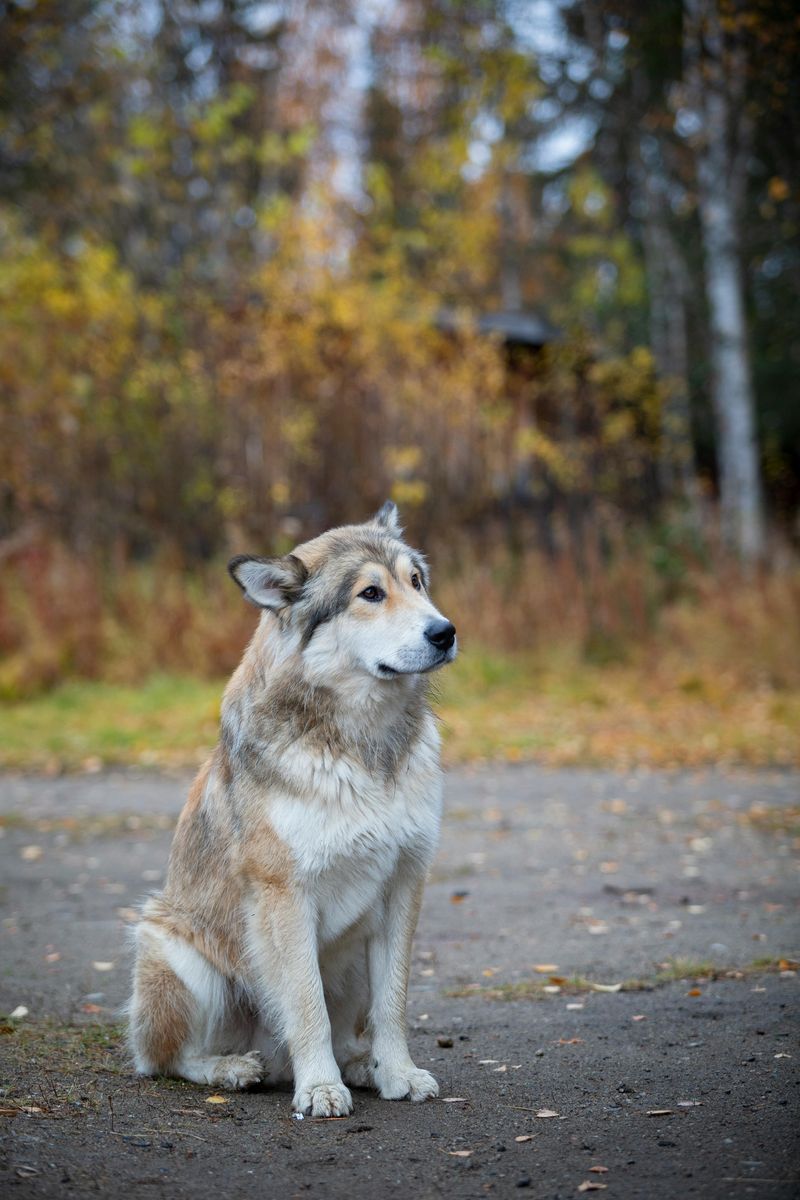 12 dog breeds that are too dangerous, wild, or demanding to be kept as pets