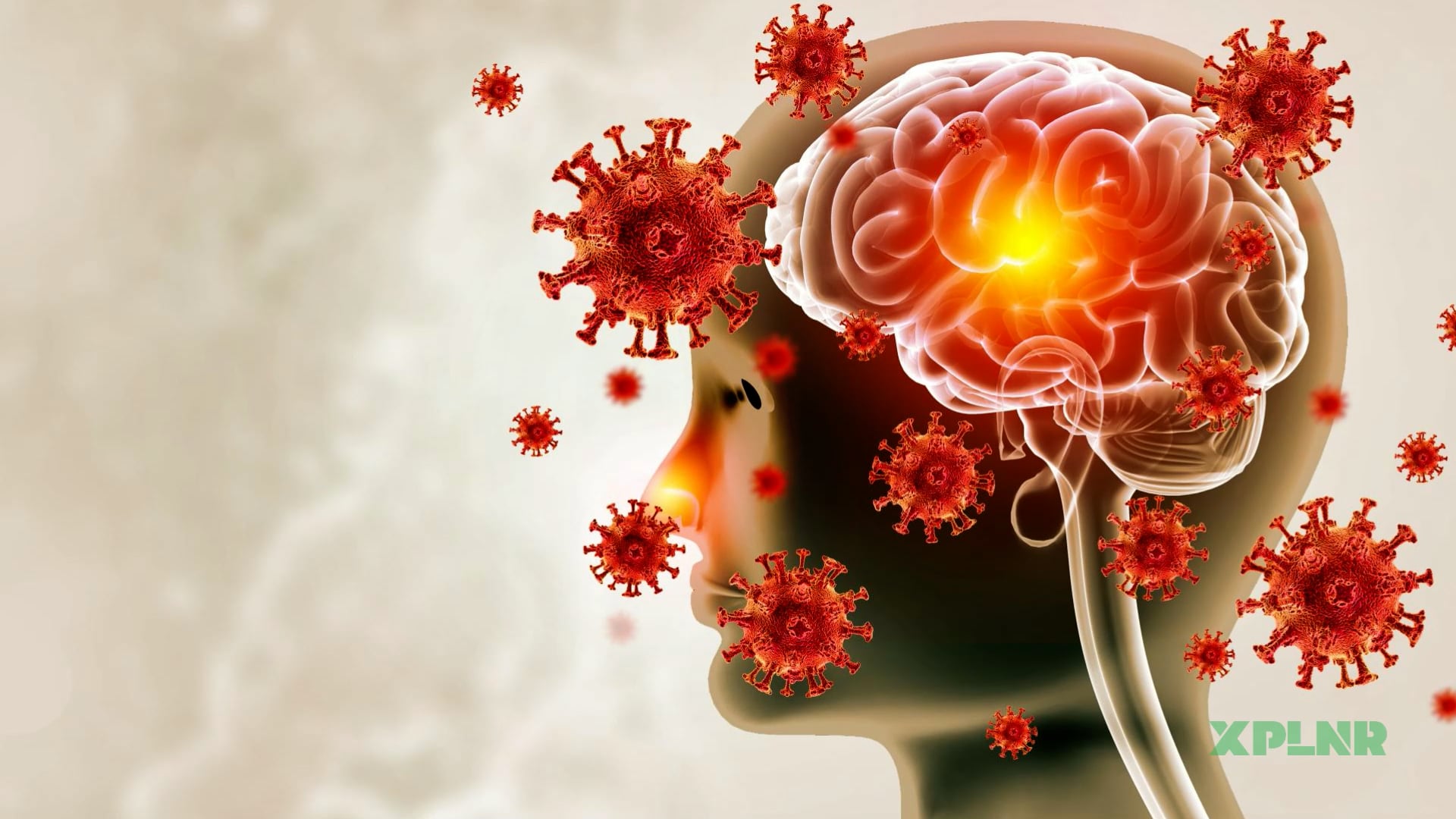 Why do viruses evolve so quickly?