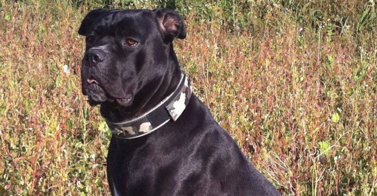 12 dog breeds that are too dangerous, wild, or demanding to be kept as pets