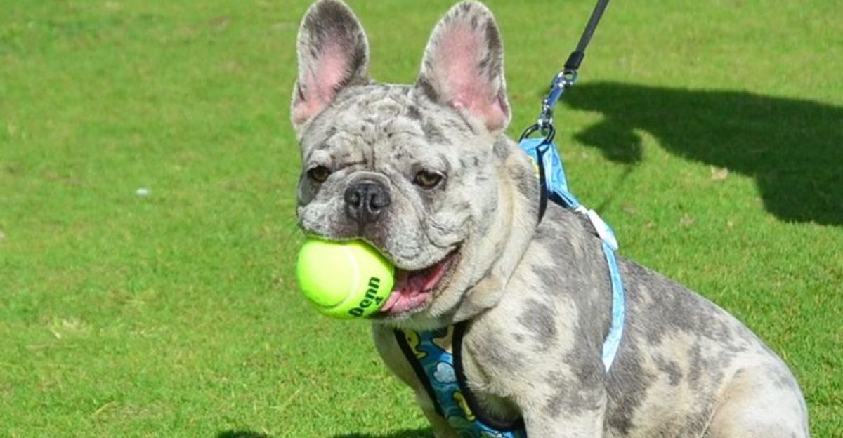 Think a cute face excuses everything? These are 15 dog breeds owners ...
