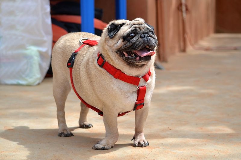 Think a cute face excuses everything? These are 15 dog breeds owners ...