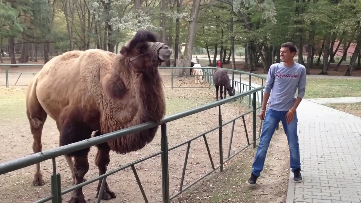 Watch what happens when a tourist comes too close to a camel