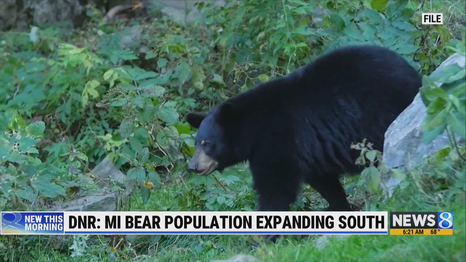 DNR: Be prepared for bears, other animals on the move