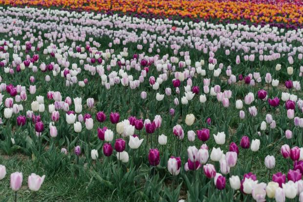 First Dutch-style tulip field at North Yorkshire farm opens this week ...