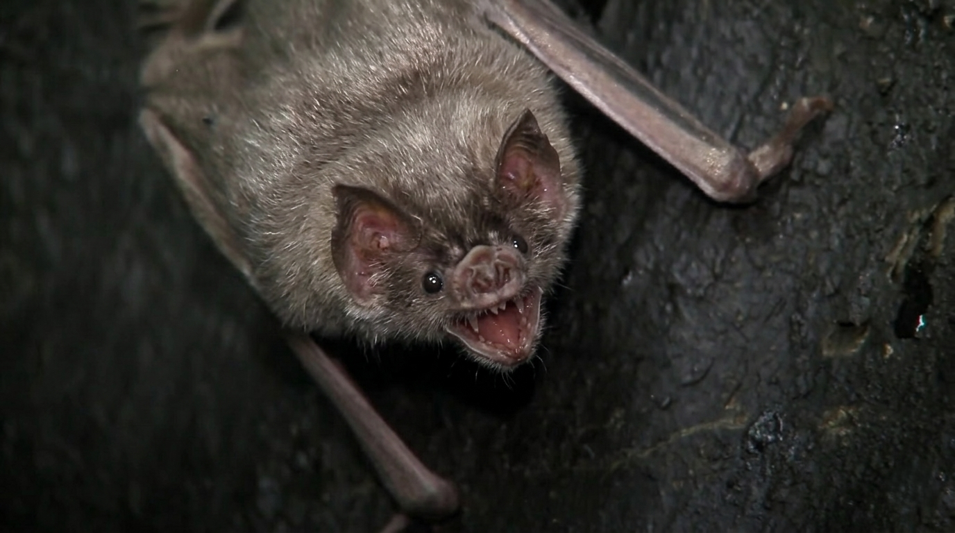 Watch what happens when vampire bats slice skin and drink blood undetected