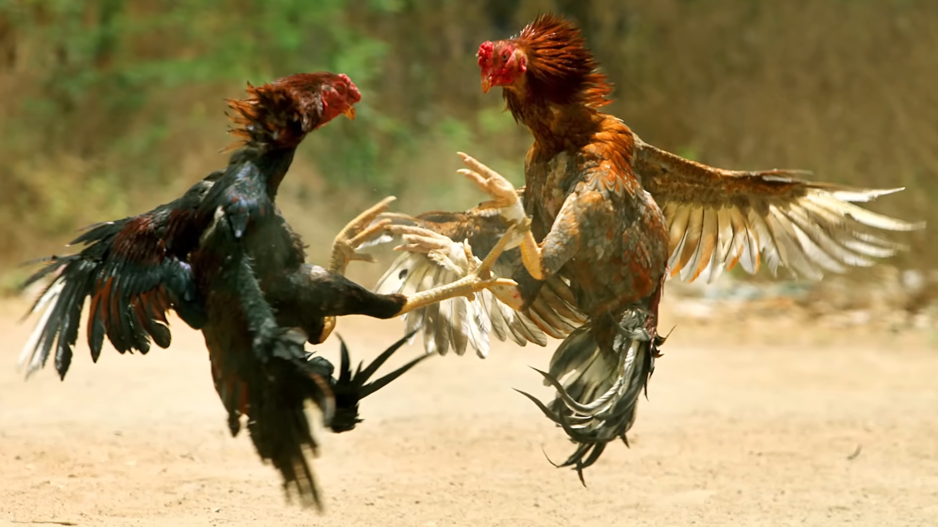 These roosters killed a police officer - and nobody could stop them