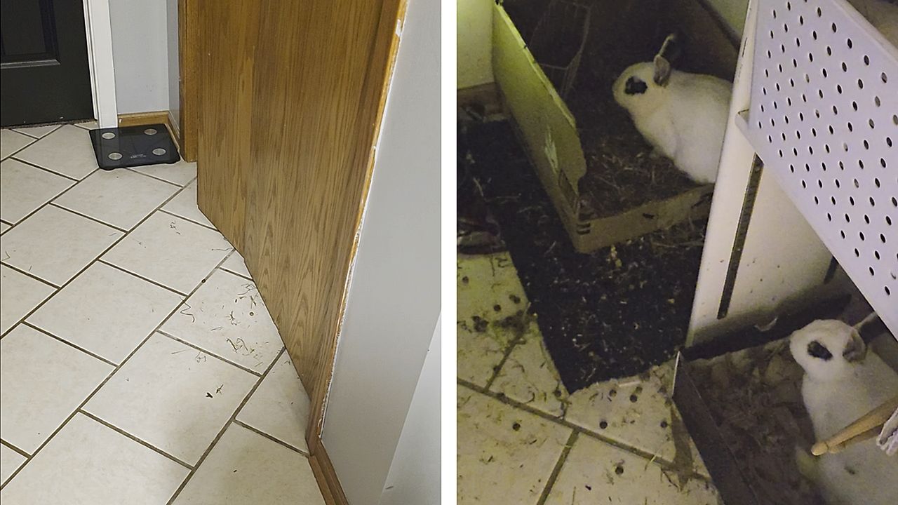 Mom finds daughter's secret rabbit stash in closet