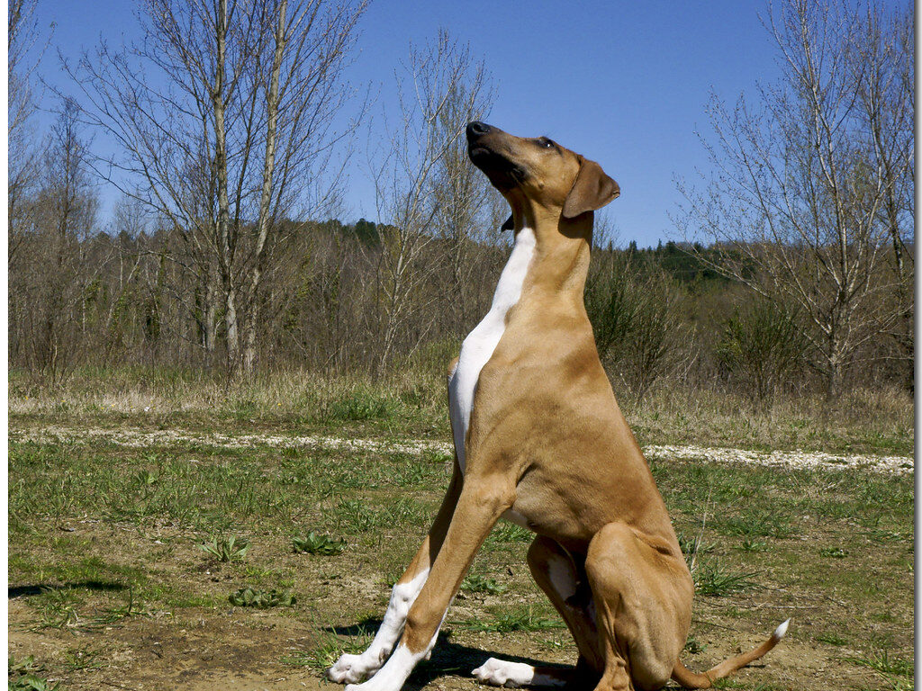 15 dog breeds so rare you'll never see them at the park