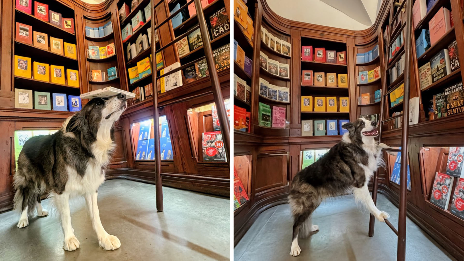 Record-breaking dog Leonard Lee visits world's oldest bookshop in Lisbon
