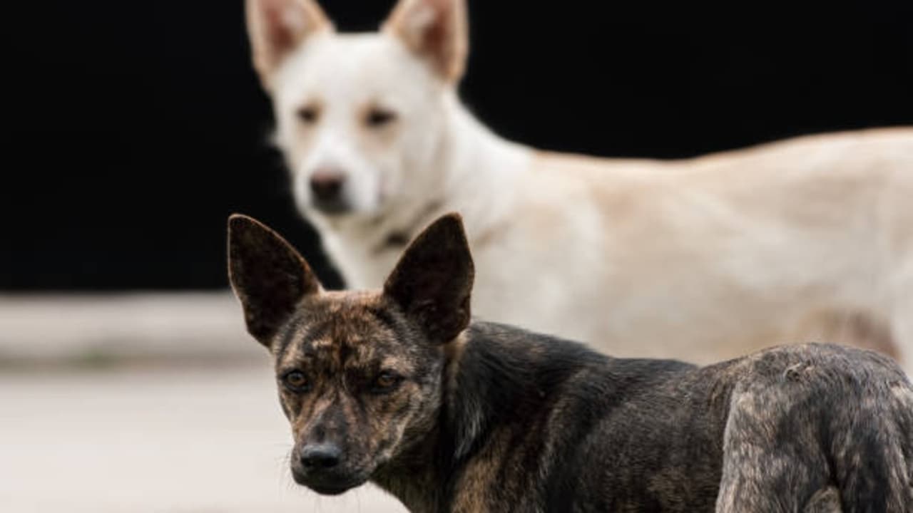 Man battles seven stray dogs in dark Maharashtra alley, survives fierce ...