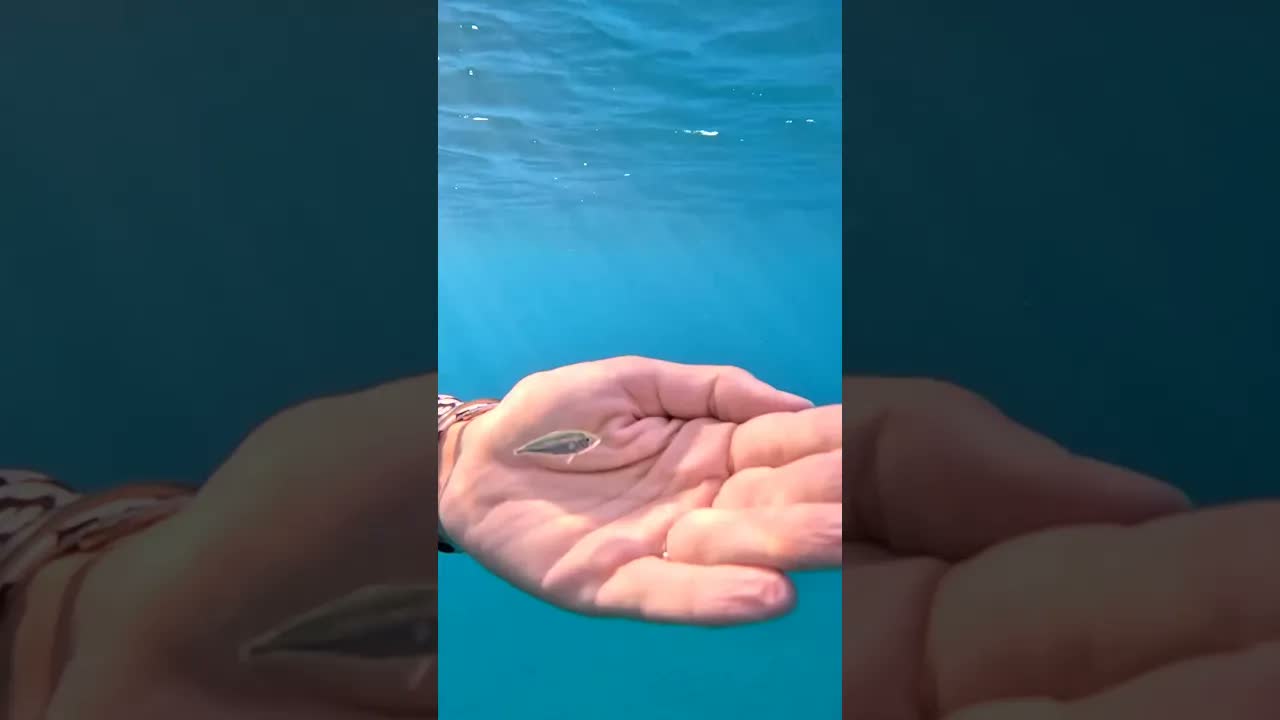 Bruh this fish needs to back off!
