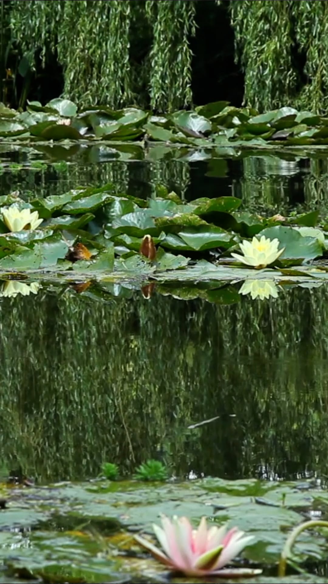Explore Monet's garden: A journey through Giverny's beauty