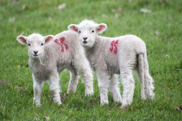 Do not underestimate the risk of lambs and sheep to children, warn ...