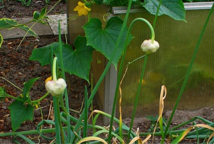 10 simple secrets to growing garlic with exceptional flavor