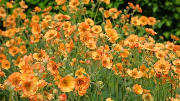 The lesser-known flower that'll bring color and pollinators to your yard