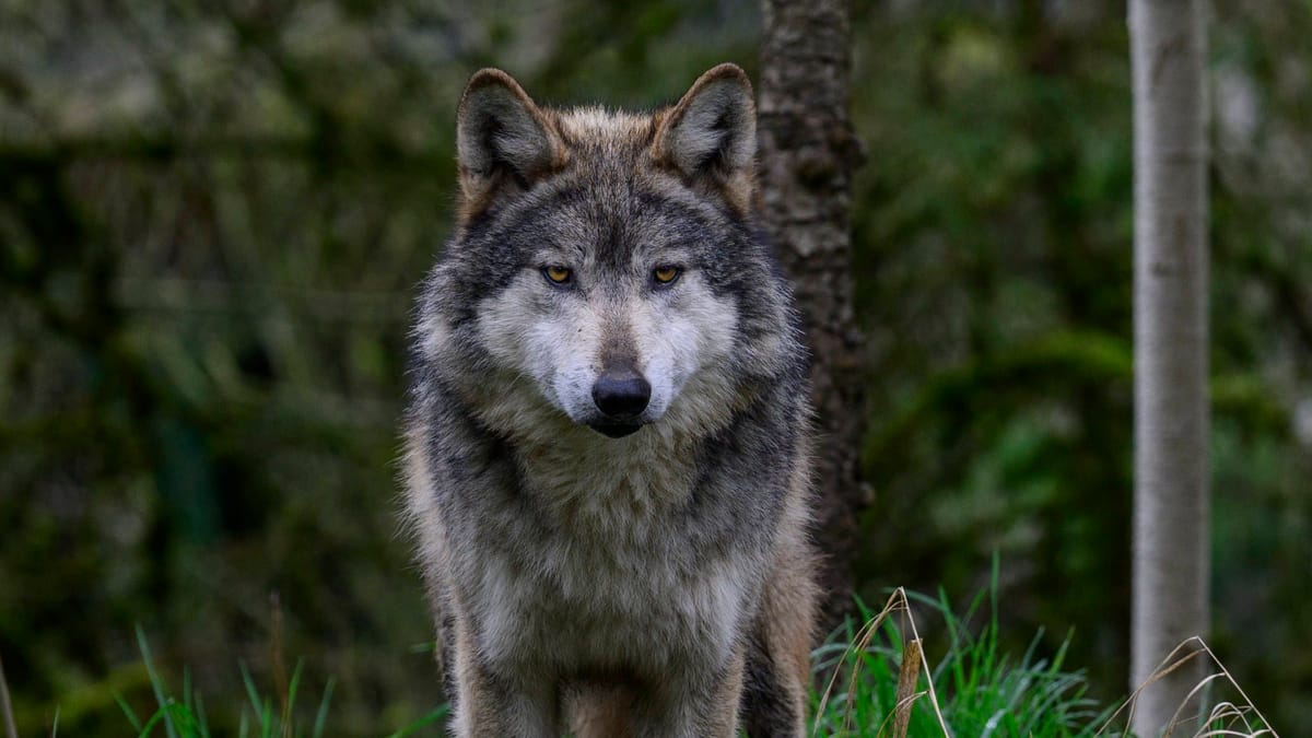 Wolf greift Frau an – jetzt entscheidet sich sein Schicksal