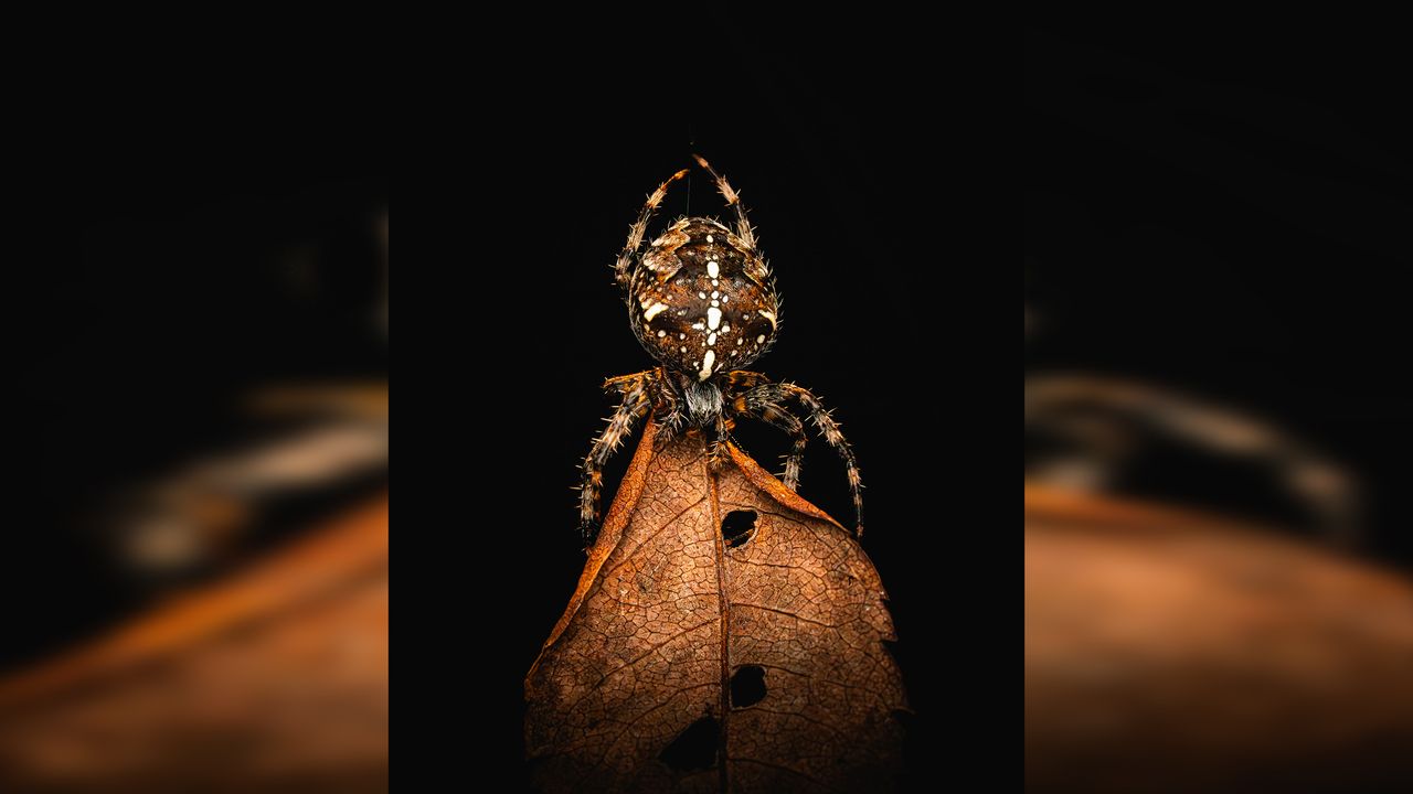 He's done it again! 14-year-old photographer wins major award with ...