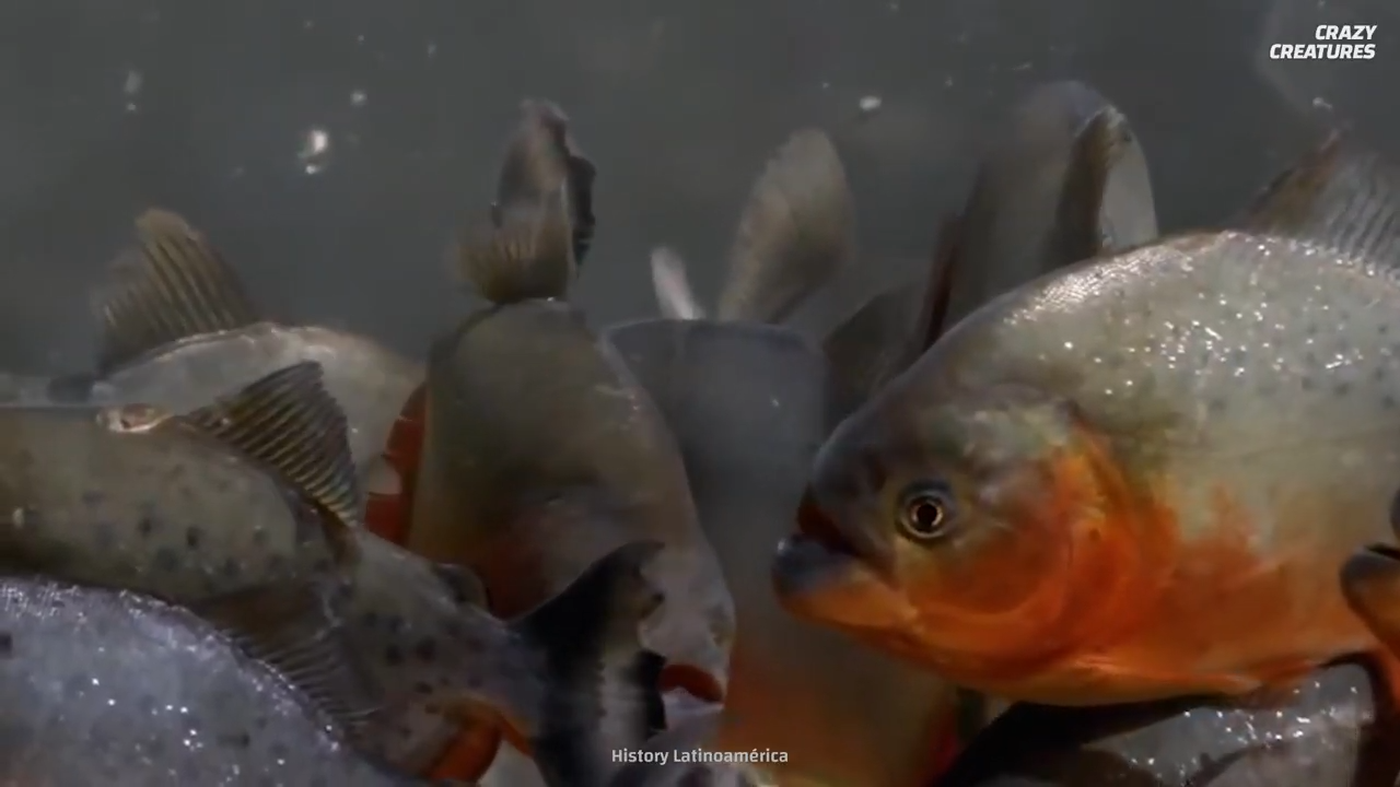 How piranhas react when a human enters their territory