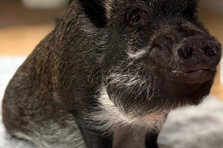 'Talking' pig who regularly tells owner 'I love you' wins Guinness ...