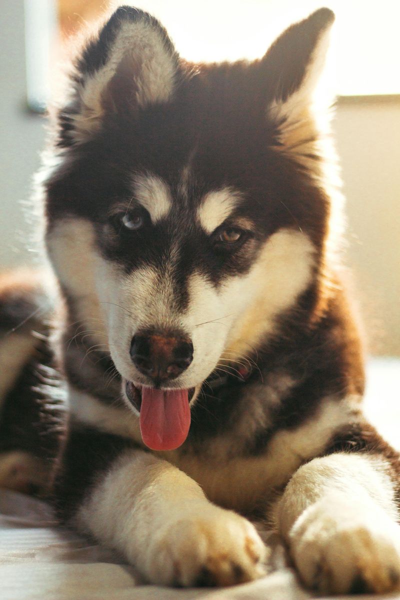 14 dog breeds you should never trust off-leash – no matter how well ...