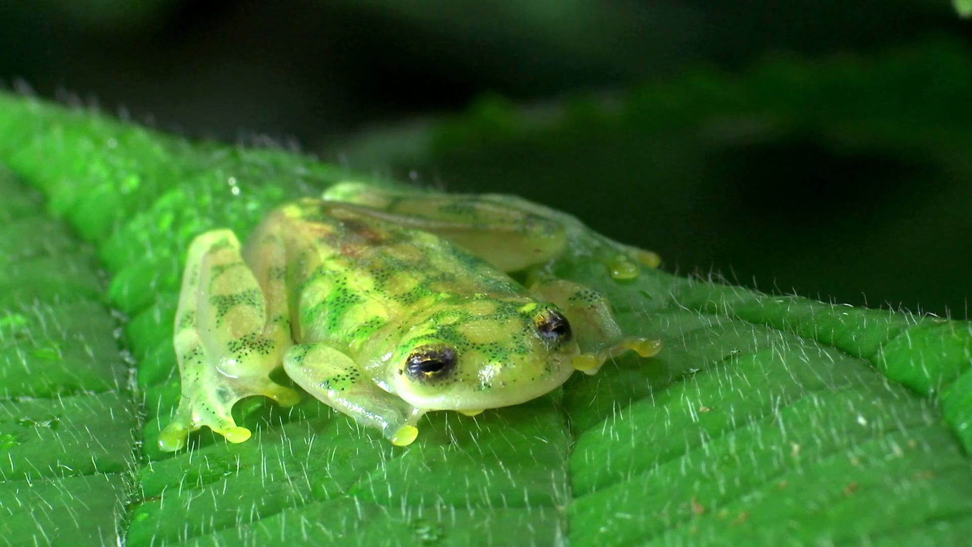 The glass frog: Close-up views of incredible see-through species ...