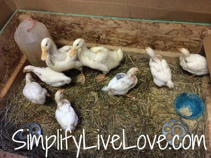 Rescue ducks & chicks and why you shouldn't buy live animals this Easter