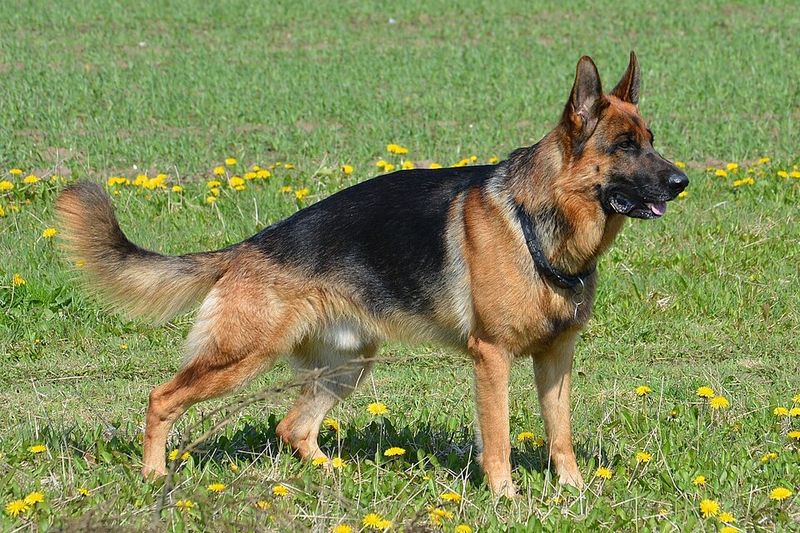 10 dog breeds most commonly returned to shelters – and why it happens