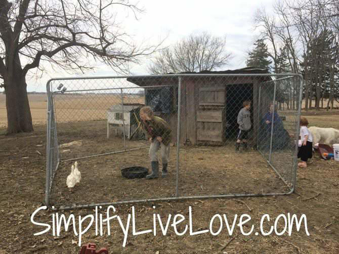 Rescue ducks & chicks and why you shouldn't buy live animals this Easter