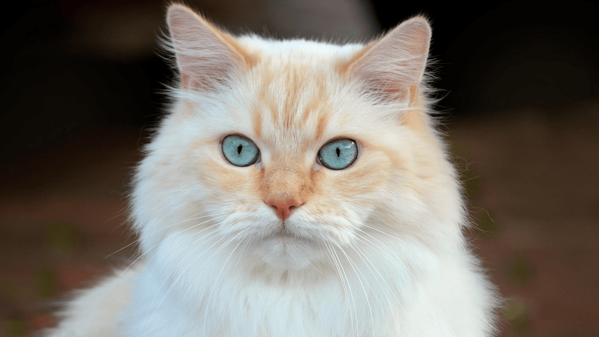 This is what your cat thinks every time you talk to him (and yes, he ...