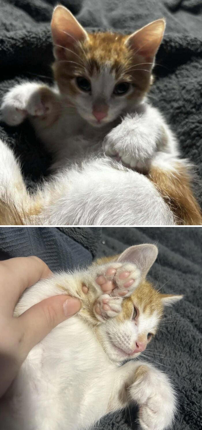 58 photos of newly adopted animals to cleanse your timeline