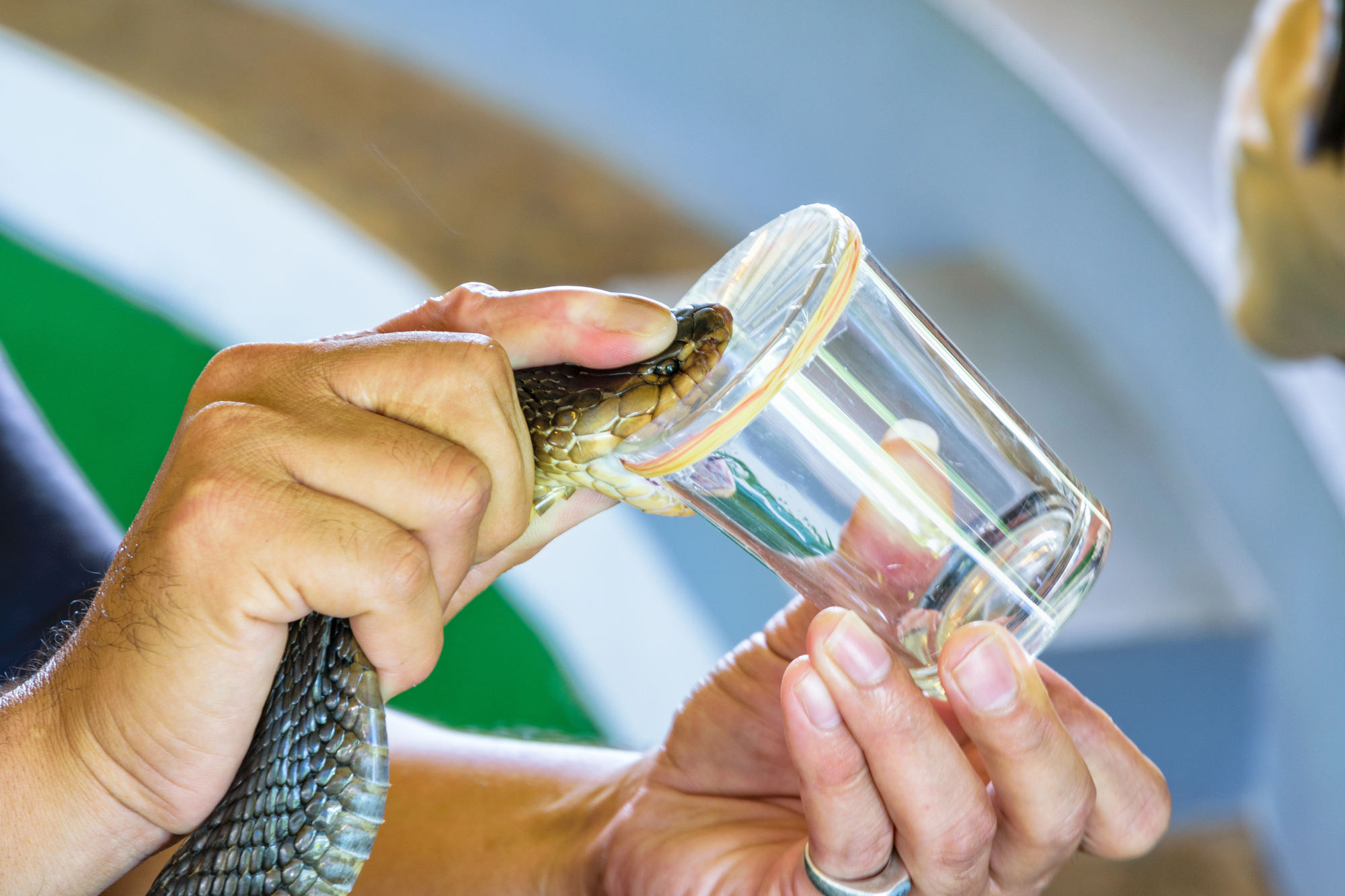Most venomous snakes living in the Amazon