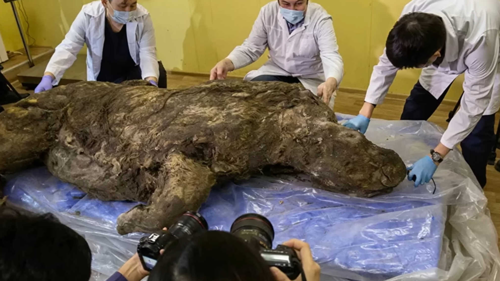 This strange creature was found in ice - and scientists can't explain it