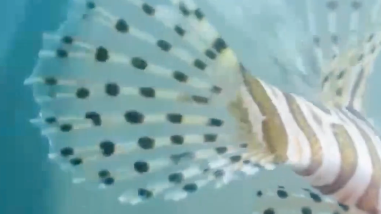 Testing the sting of a lionfish!