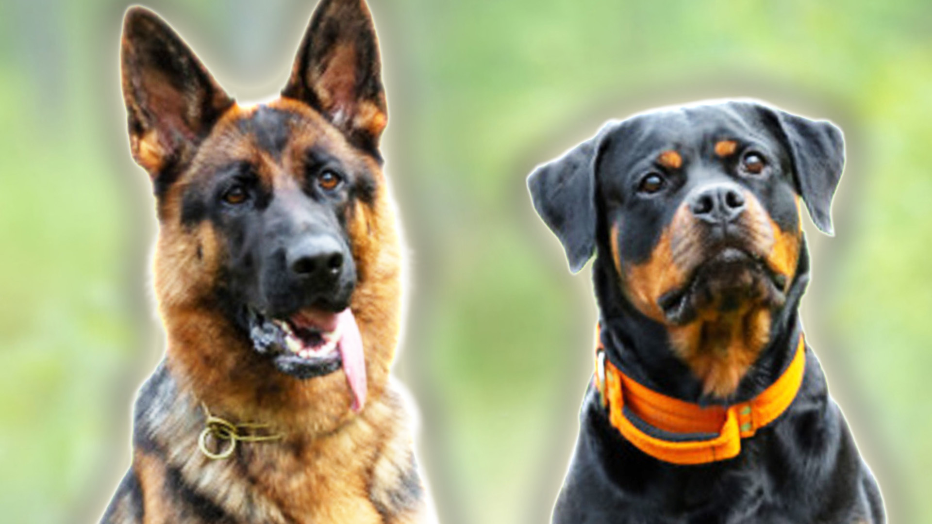 Dog breeds known for their strength
