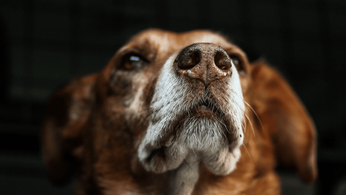 9 things dogs only do with the person they consider their true owner