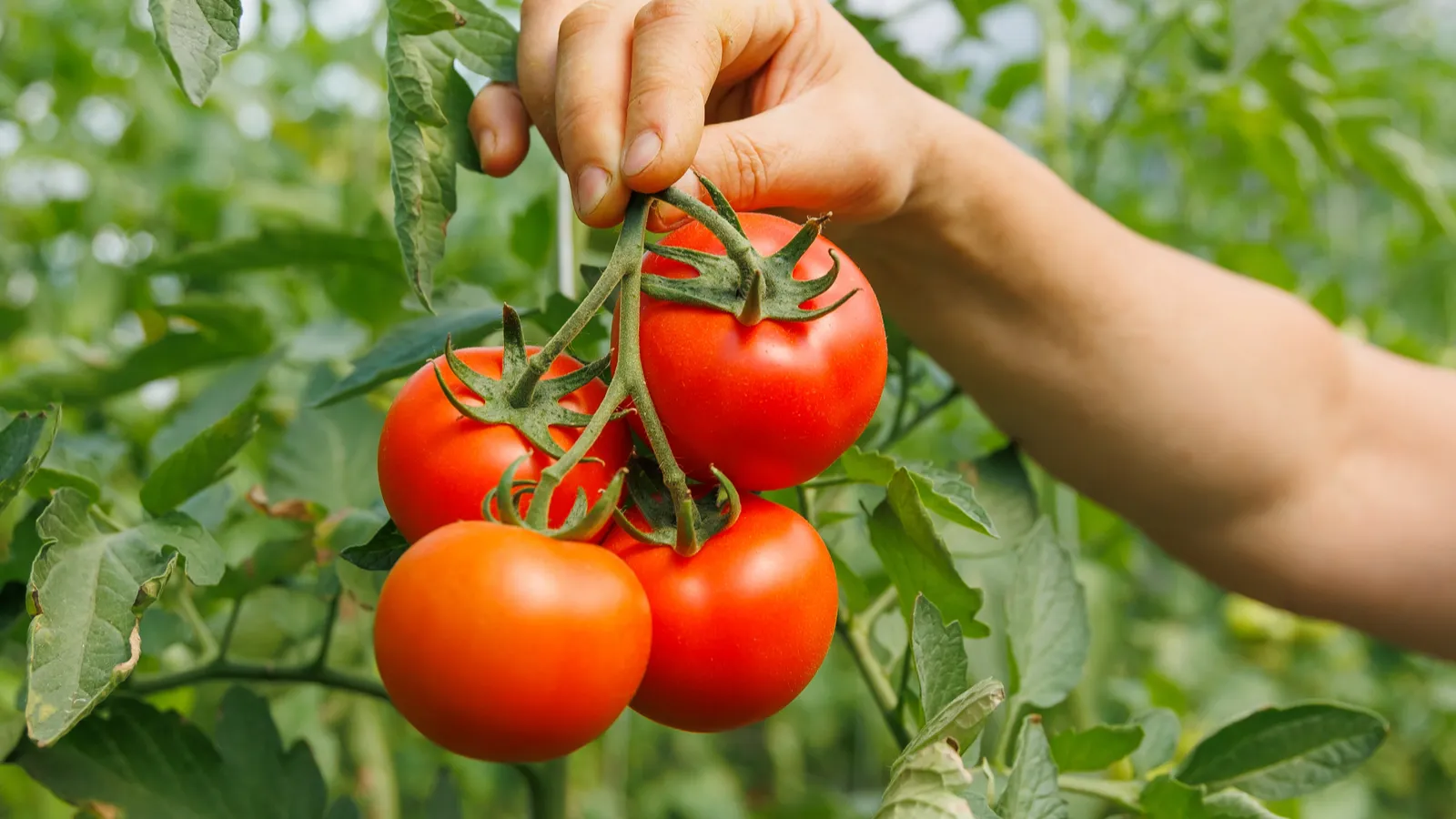I spoke to 3 farmers, and they all warned me about this tomato mistake