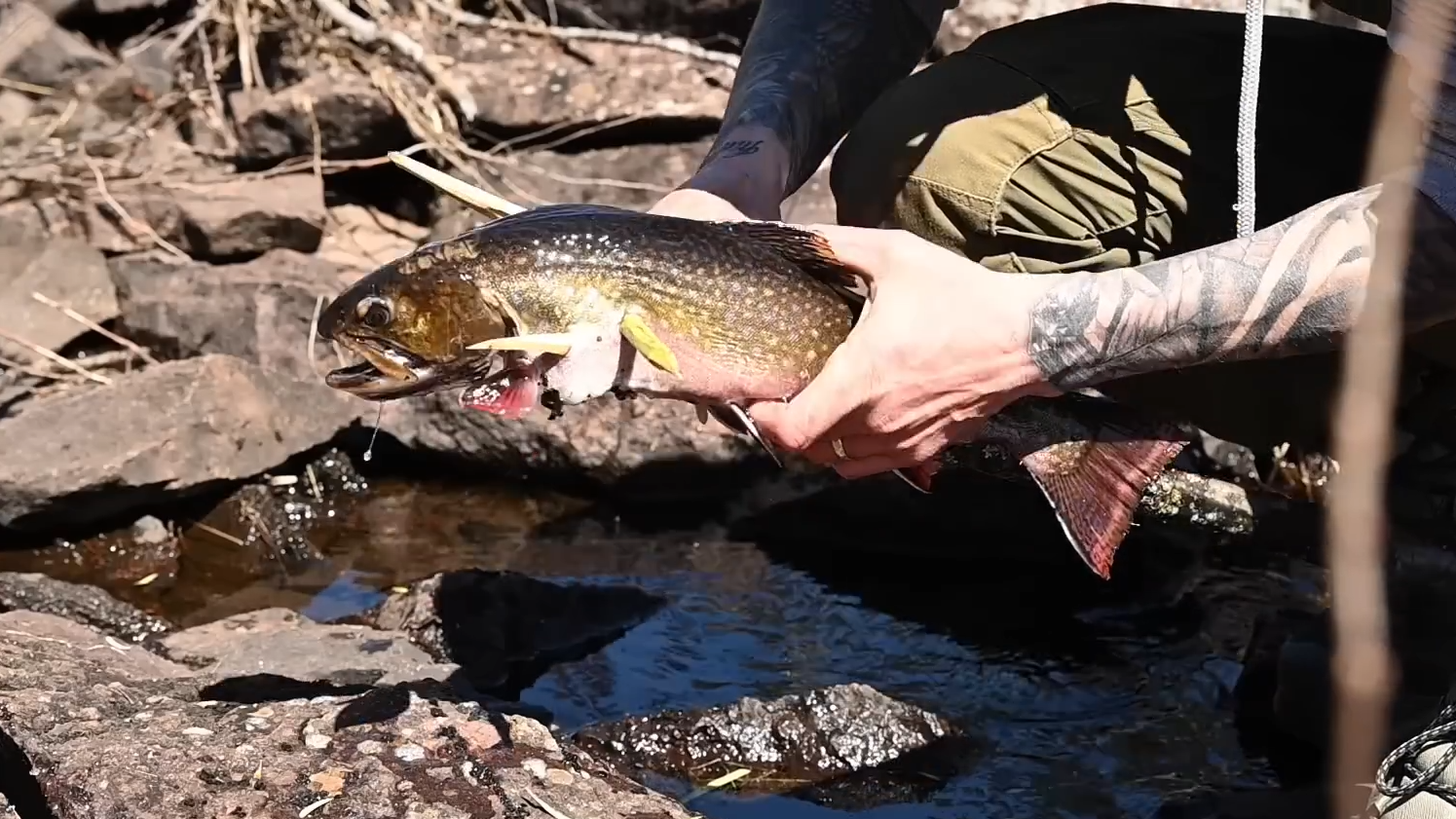 Watch how he finally caught a trout - then lost it to a bird