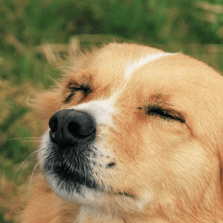 10 things your dog does every night before going to sleep and what they ...