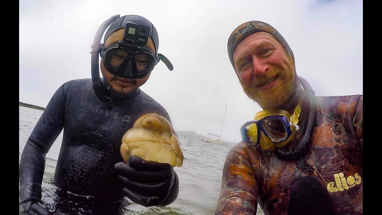 Freedive catch and cook this huge!