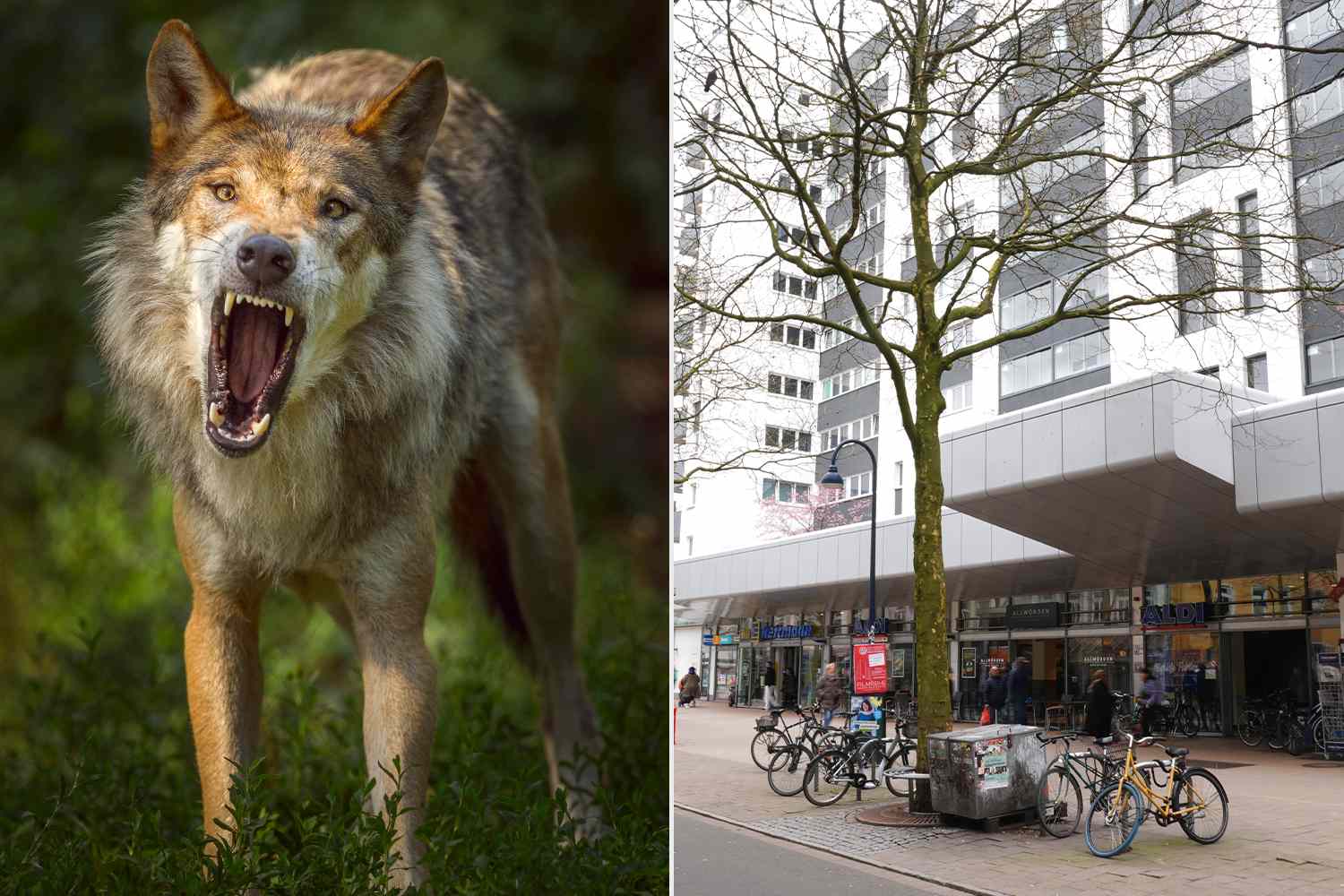 Wolf bites woman in shocking attack at busy shopping center