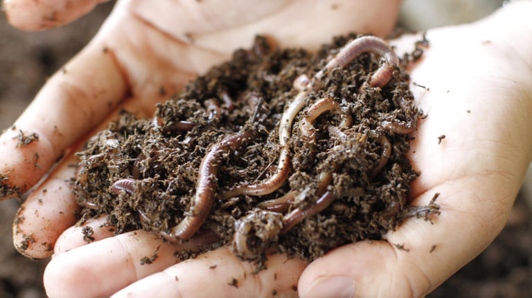 12 types of worms you can find in your garden (and what they say about ...