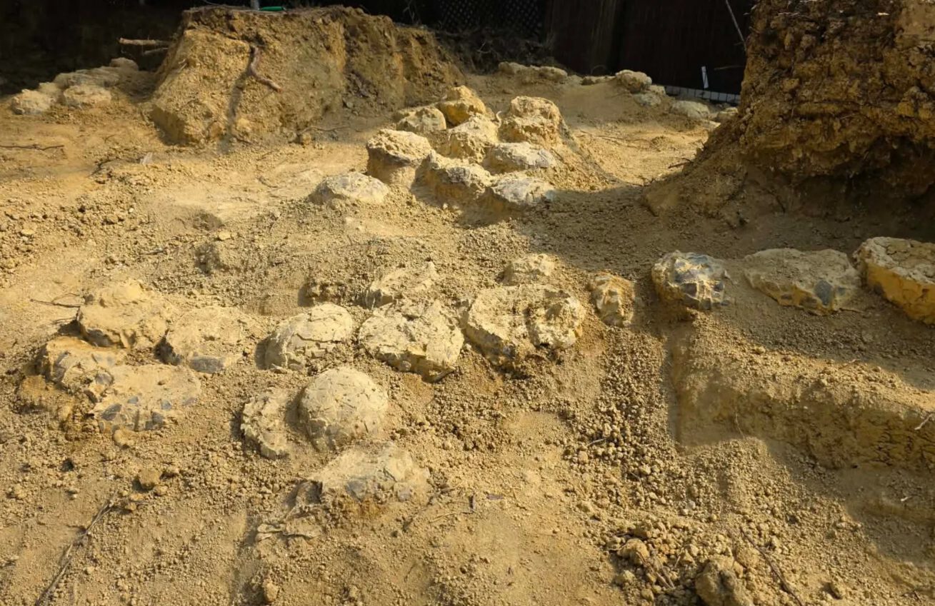 Hundreds of intact dinosaur eggs emerge from 72-million-year time capsule