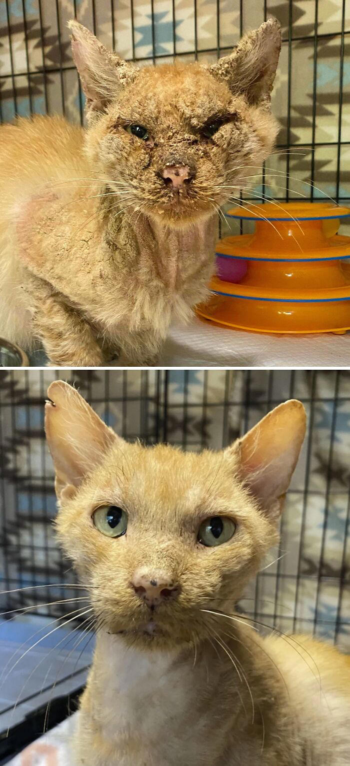 58 photos of newly adopted animals to cleanse your timeline
