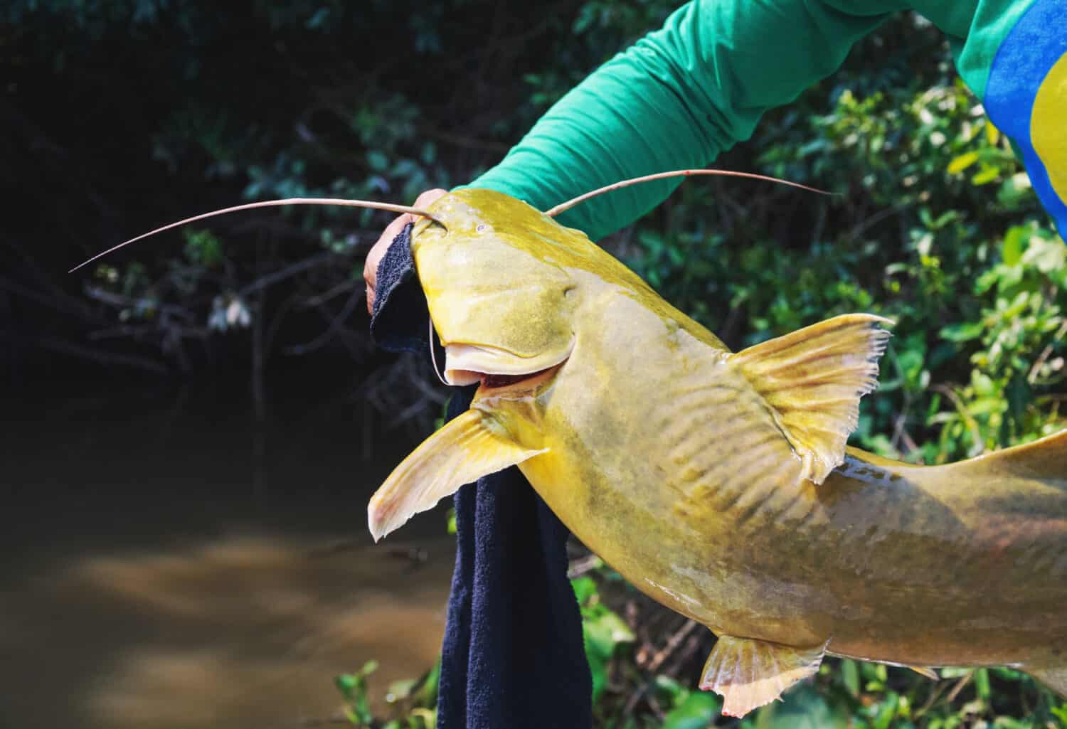 The largest catfish ever caught was twice the size of a sumo wrestler