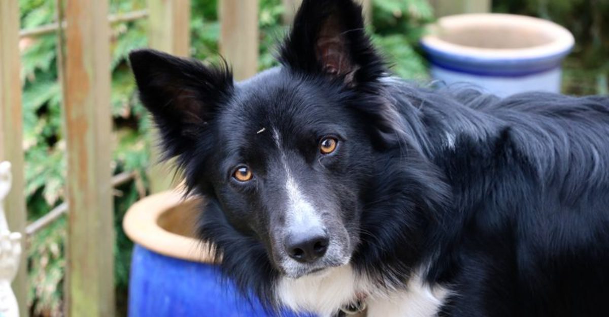 10 dog breeds most commonly returned to shelters – and why it happens